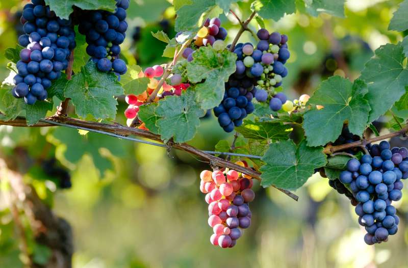 Vina Moda Winery | Winemaker Nathan Vader Sierra Foothills