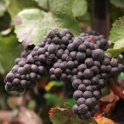 Our Current Lineup | Vina Moda Winery