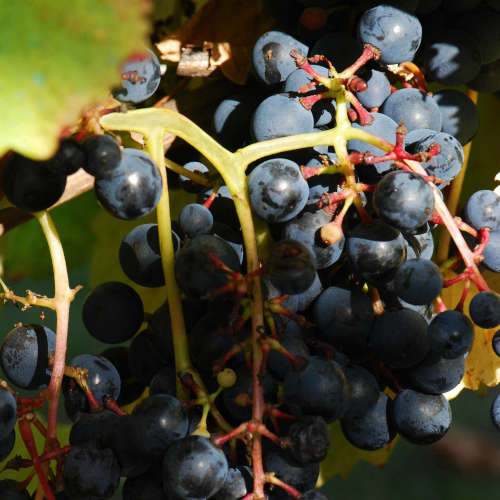 Our Current Lineup | Vina Moda Winery